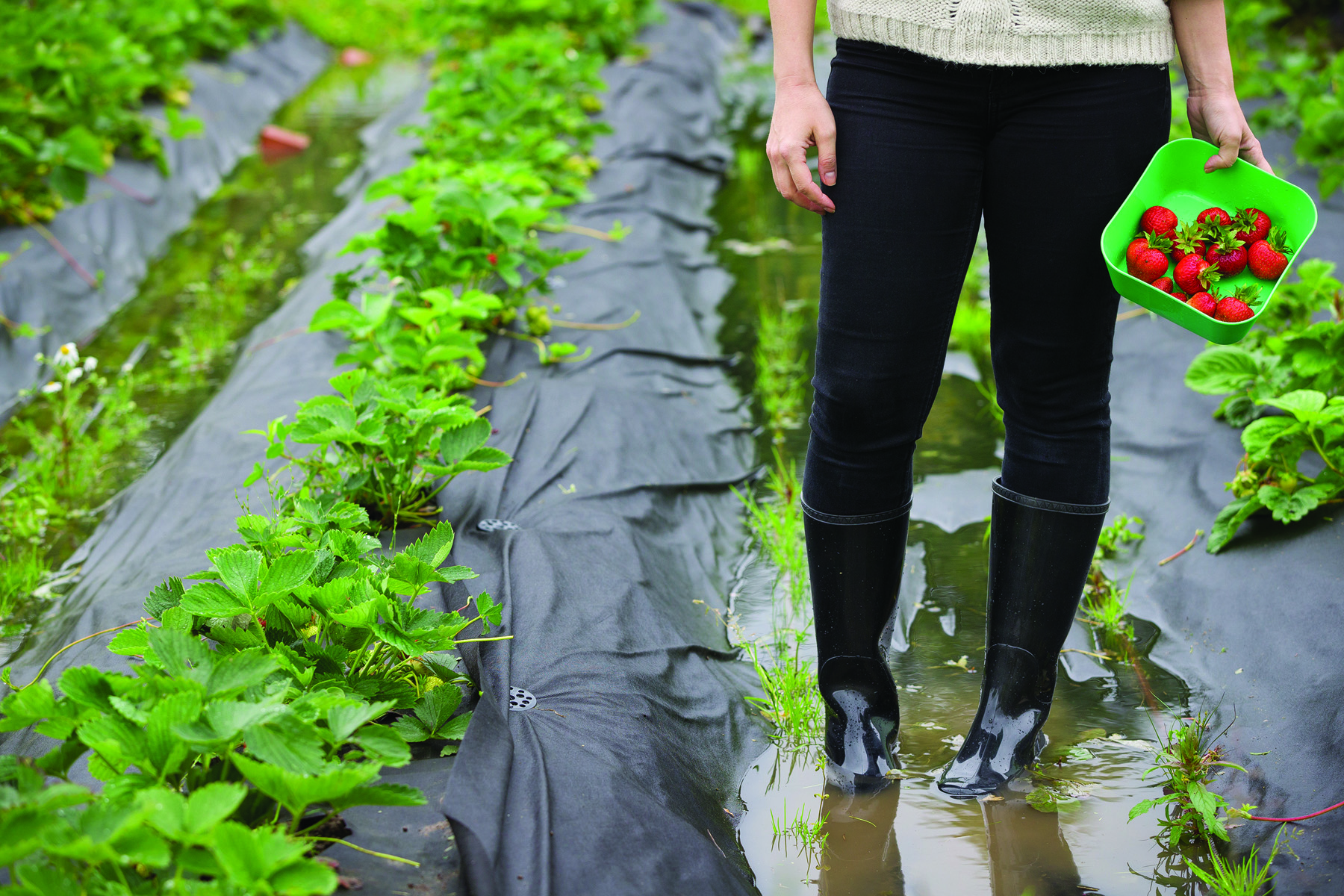 How to Deal with a Wet Spring in the Vegetable Garden - Grit